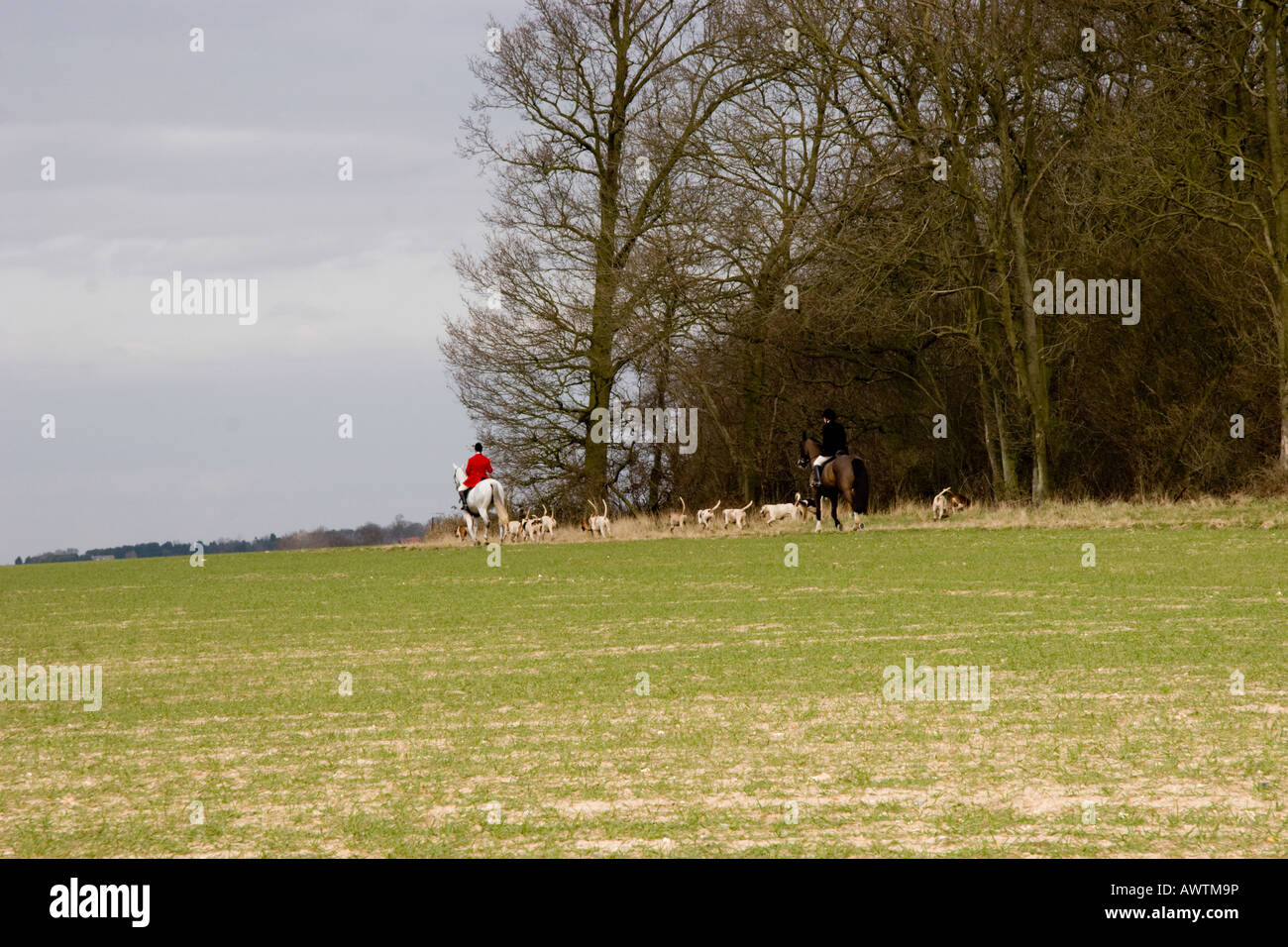 Huntsman and hounds Suffolk England Stock Photo - Alamy