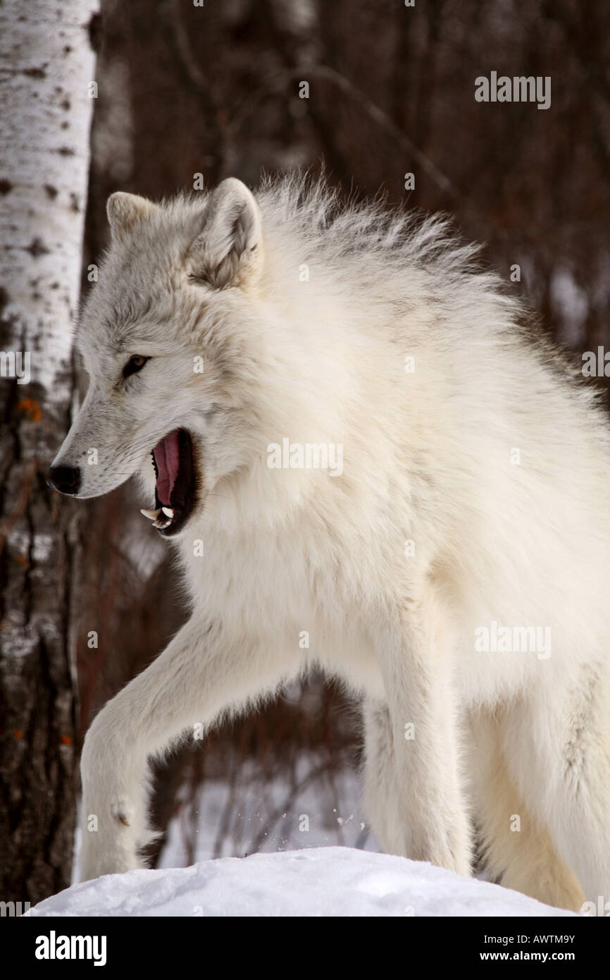 Arctic Wolf in winter Stock Photo - Alamy