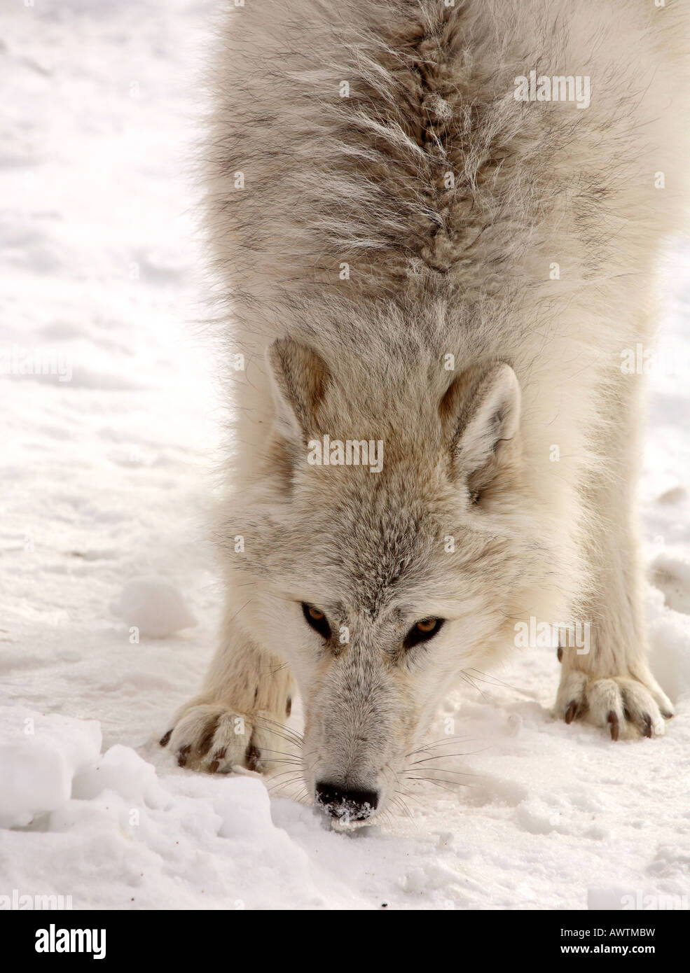 Arctic Wolf in winter Stock Photo - Alamy
