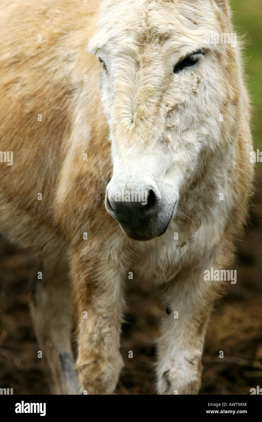 A white mule Stock Photo - Alamy