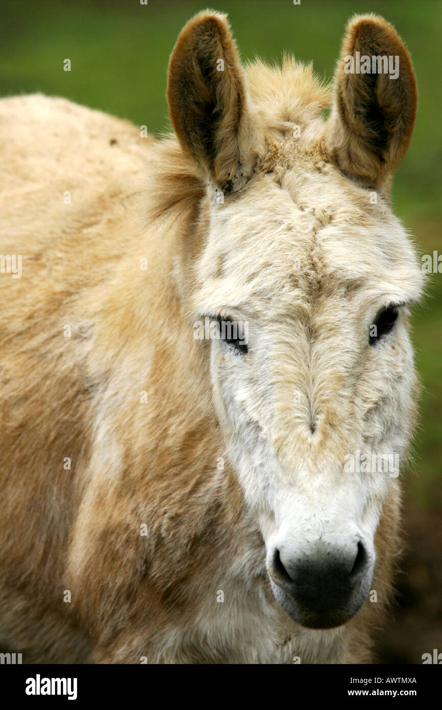 A white mule Stock Photo - Alamy