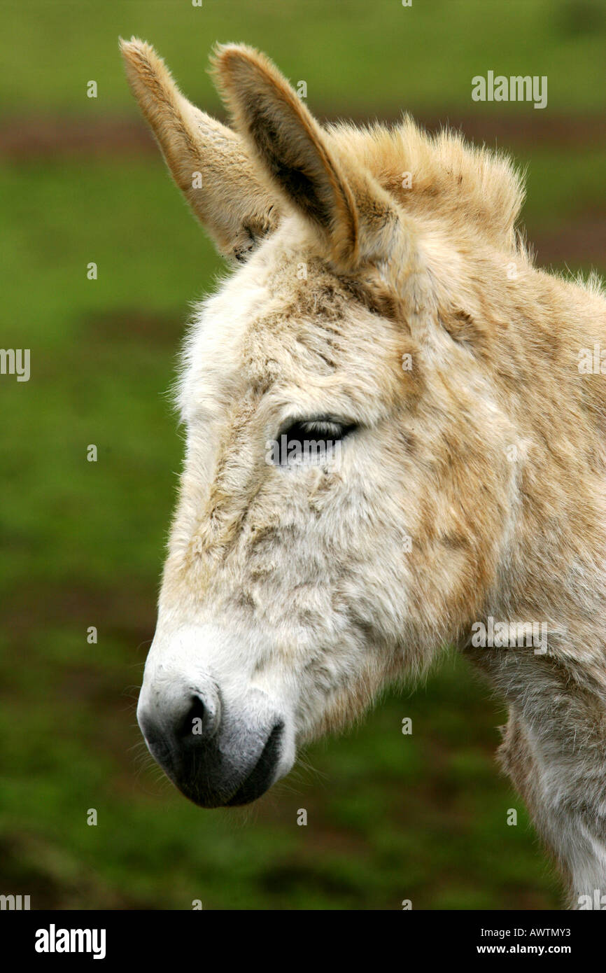 Mules face hi-res stock photography and images - Alamy