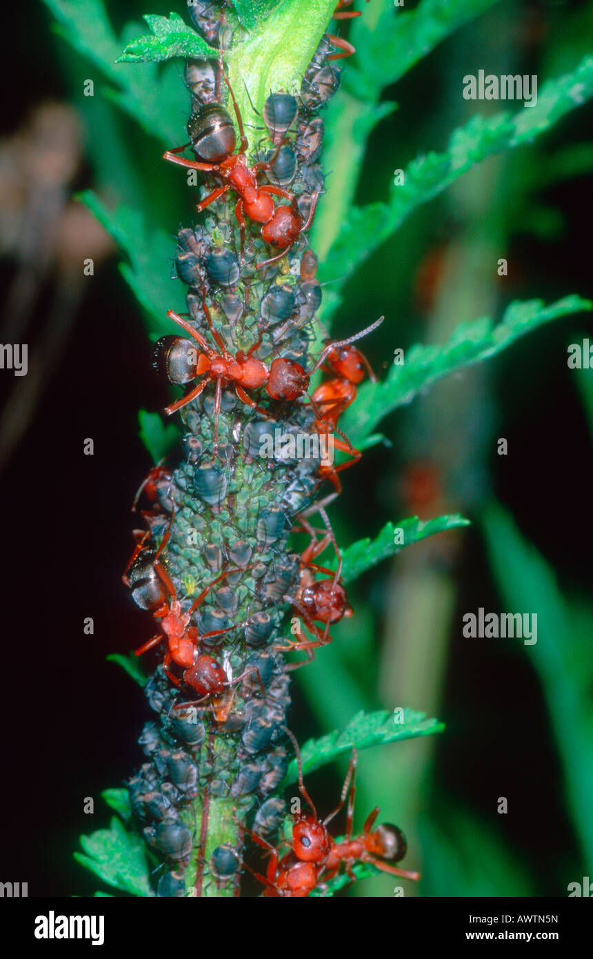 Red Barbed Ants, Formica rufibarbis. Milking Aphids colony on stem ...