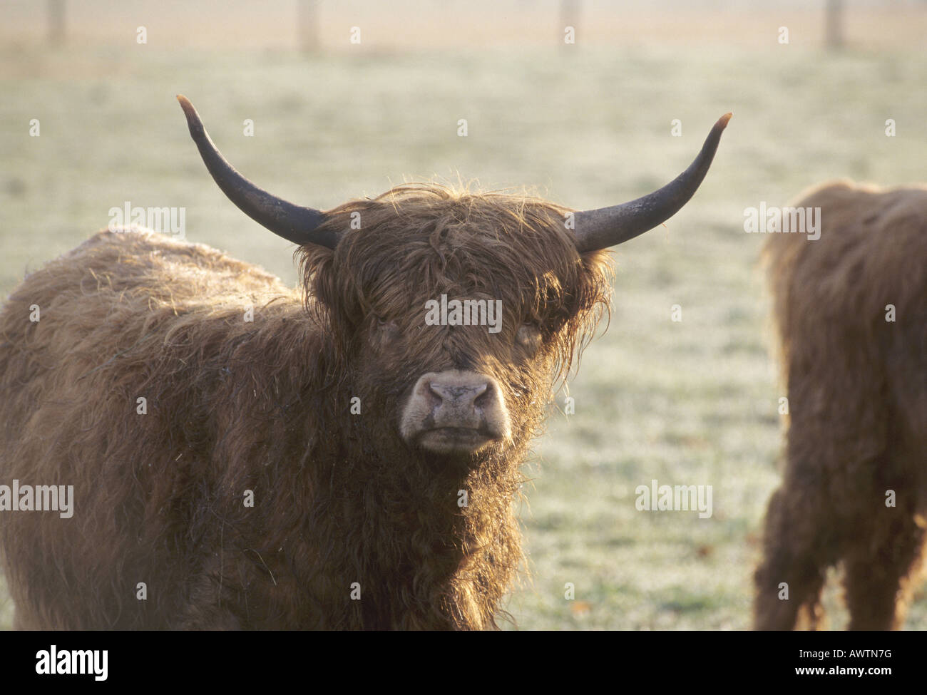 Highland Long-Haired cattle Stock Photo - Alamy