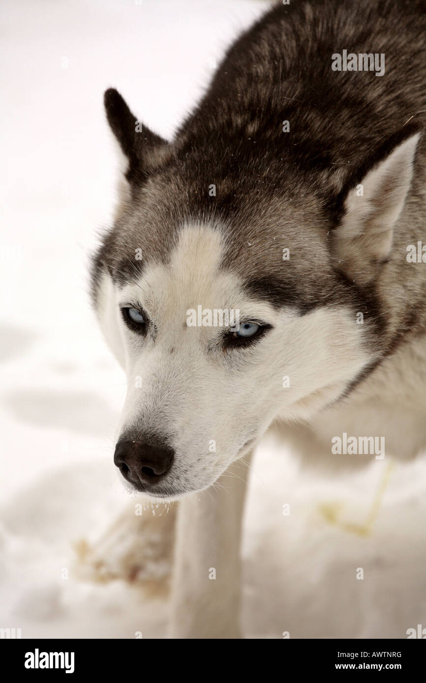 Siberian Husky in winter Stock Photo - Alamy