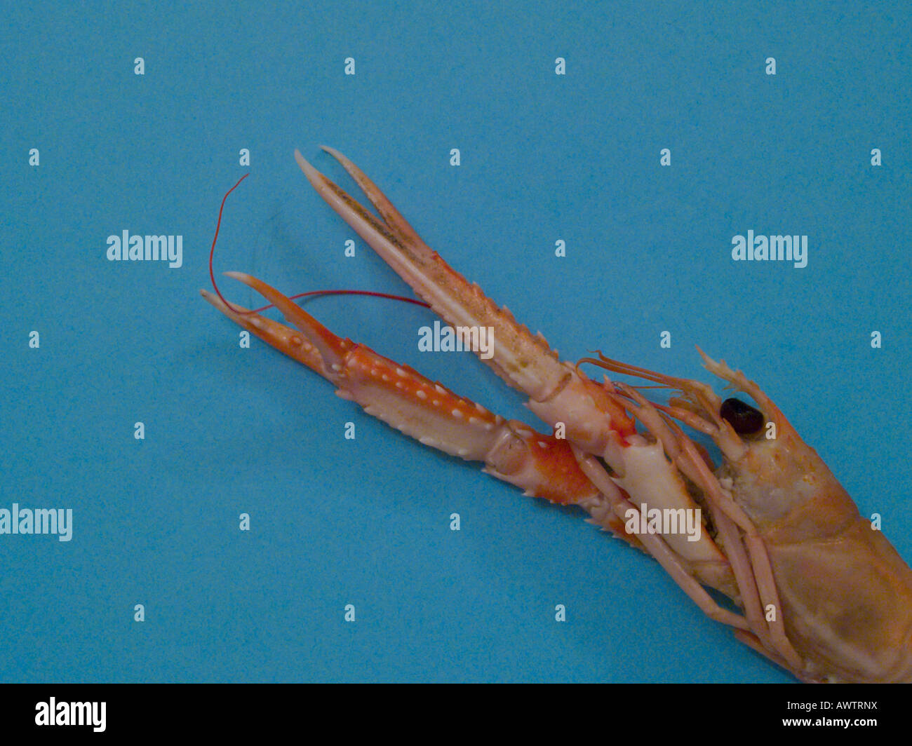 Langoustine claws hi-res stock photography and images - Alamy
