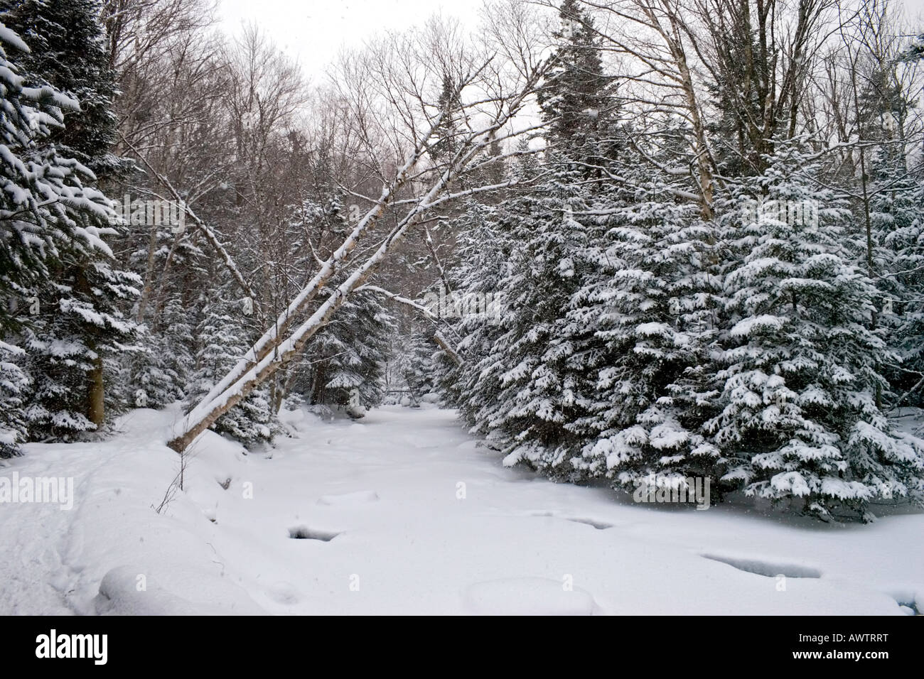 Trail on Mount Colden, Adirondack Mountains, New York, United States ...
