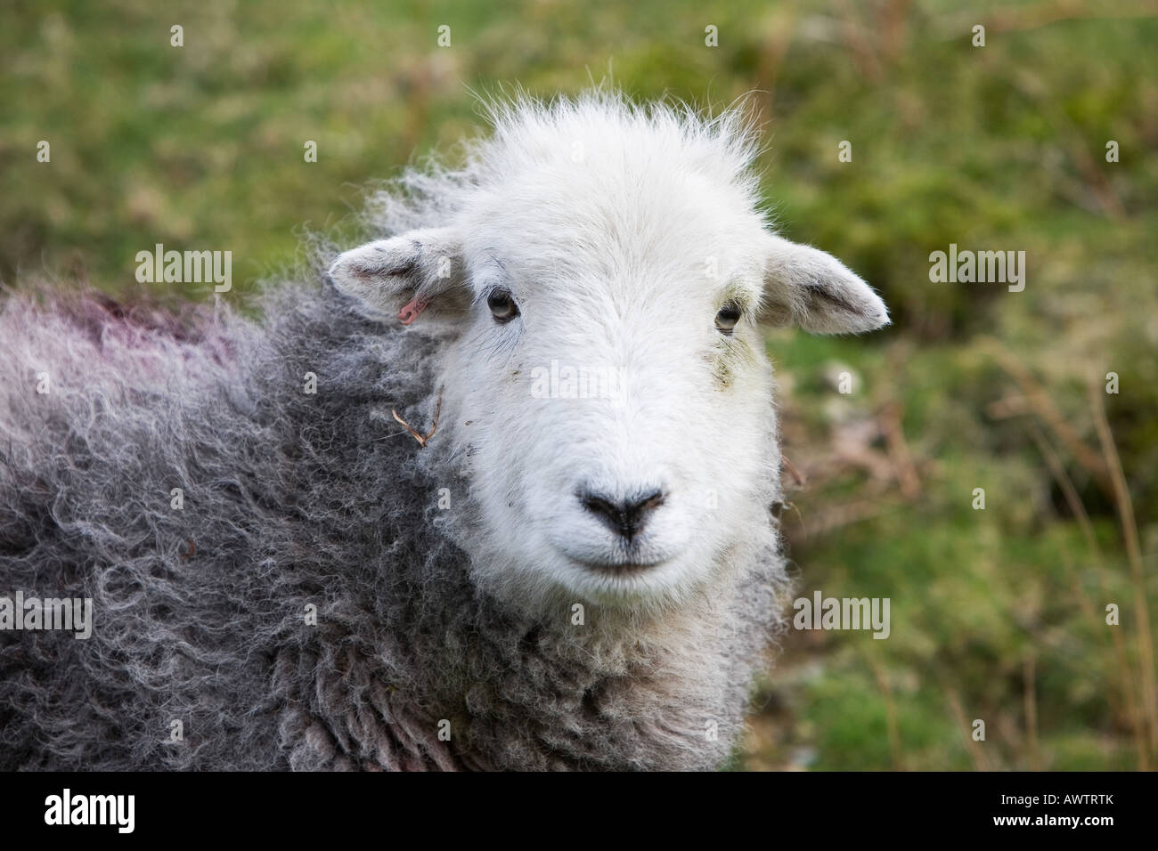 Hardy sheep breed hi-res stock photography and images - Alamy