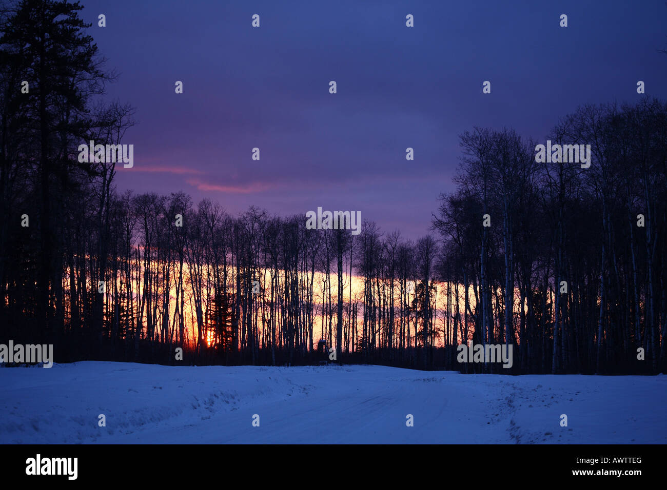 Sun setting through trees hi-res stock photography and images - Alamy