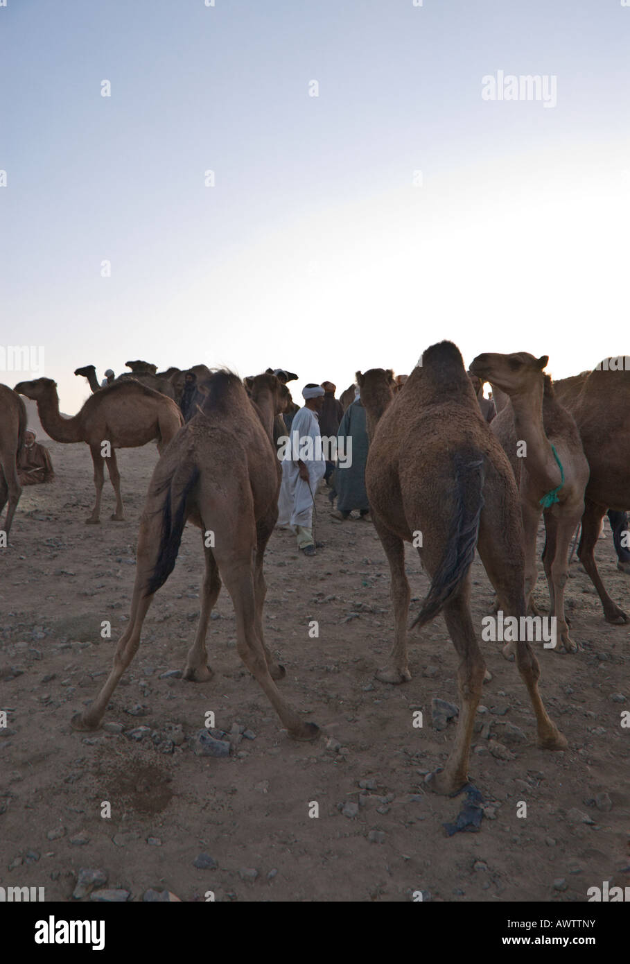 Camel traders at dawn, Imilchil Moussem, Morocco Stock Photo - Alamy