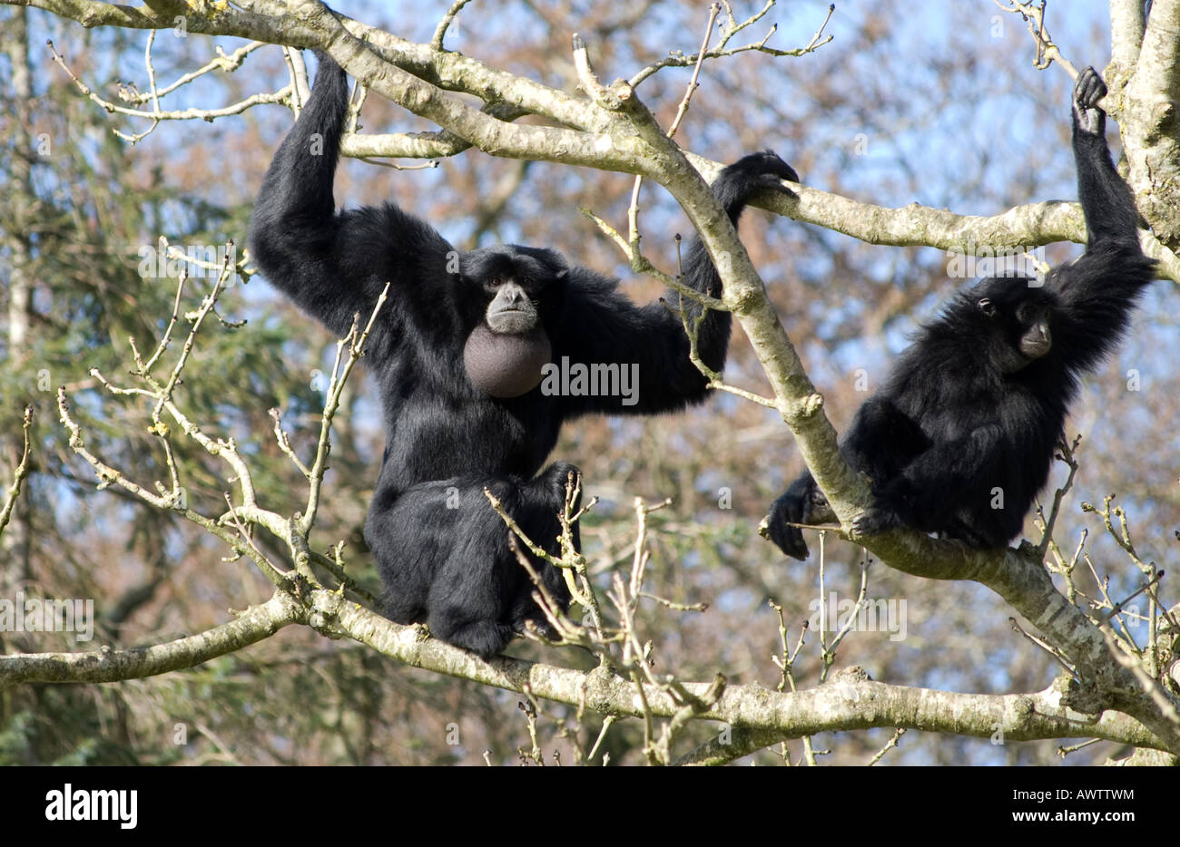 Siamang (Symphalangus syndactylus Stock Photo - Alamy