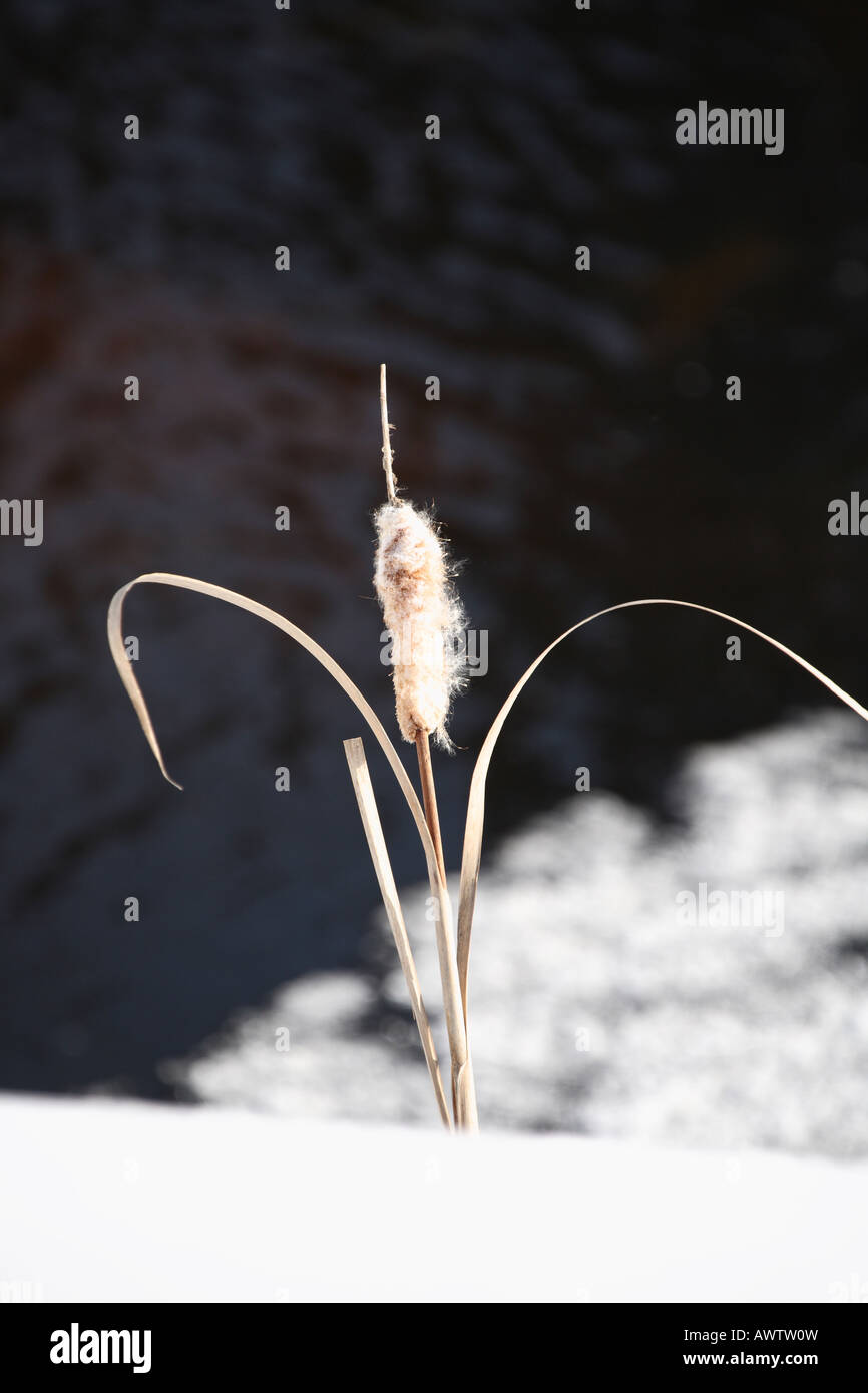 Cattails water hi-res stock photography and images - Alamy