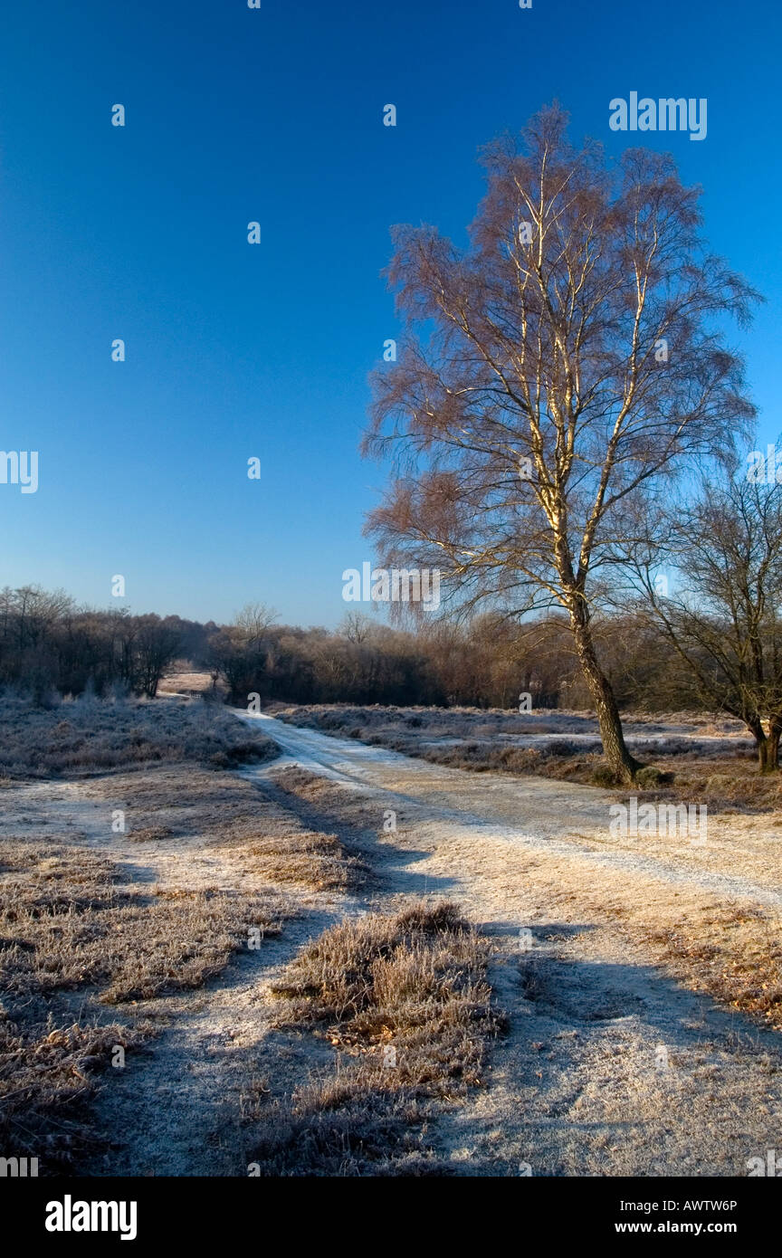 Frosty pathway in the new forest hi-res stock photography and images ...