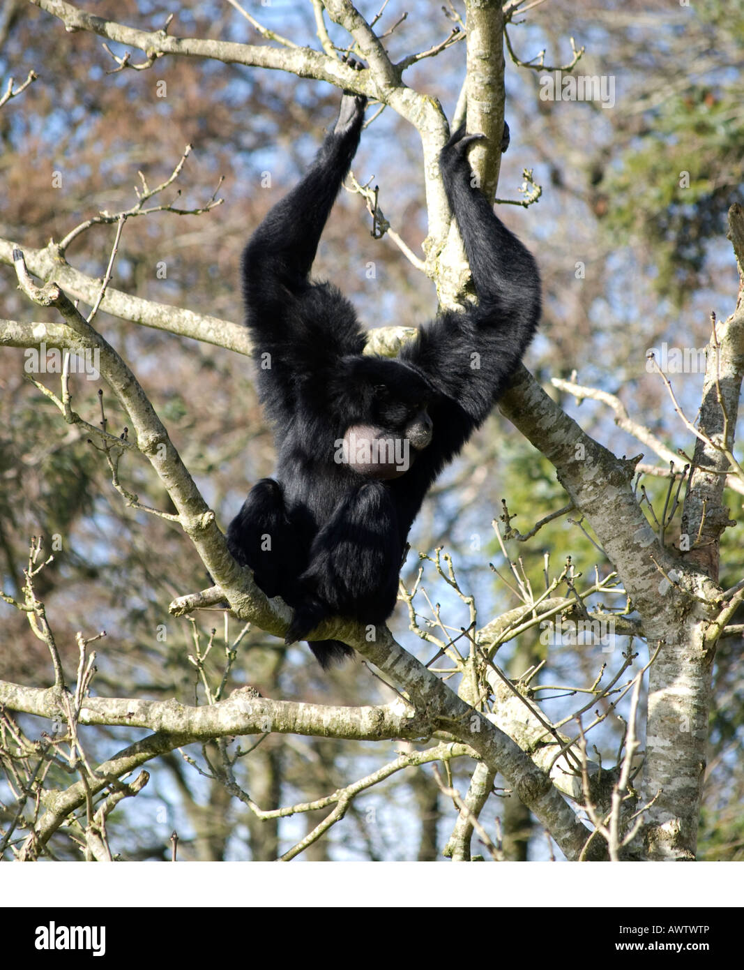 Tailless monkey hi-res stock photography and images - Alamy