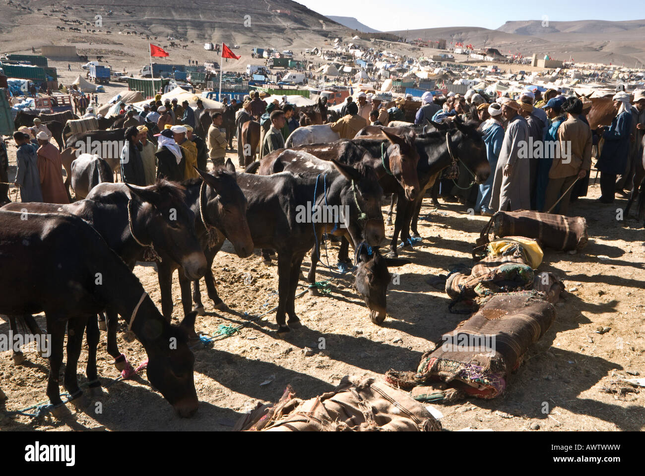 Mule fair, Imilchil Moussem, Morocco Stock Photo - Alamy