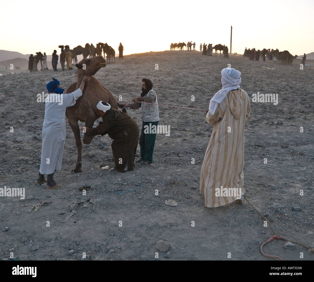 Hobbling hi-res stock photography and images - Alamy