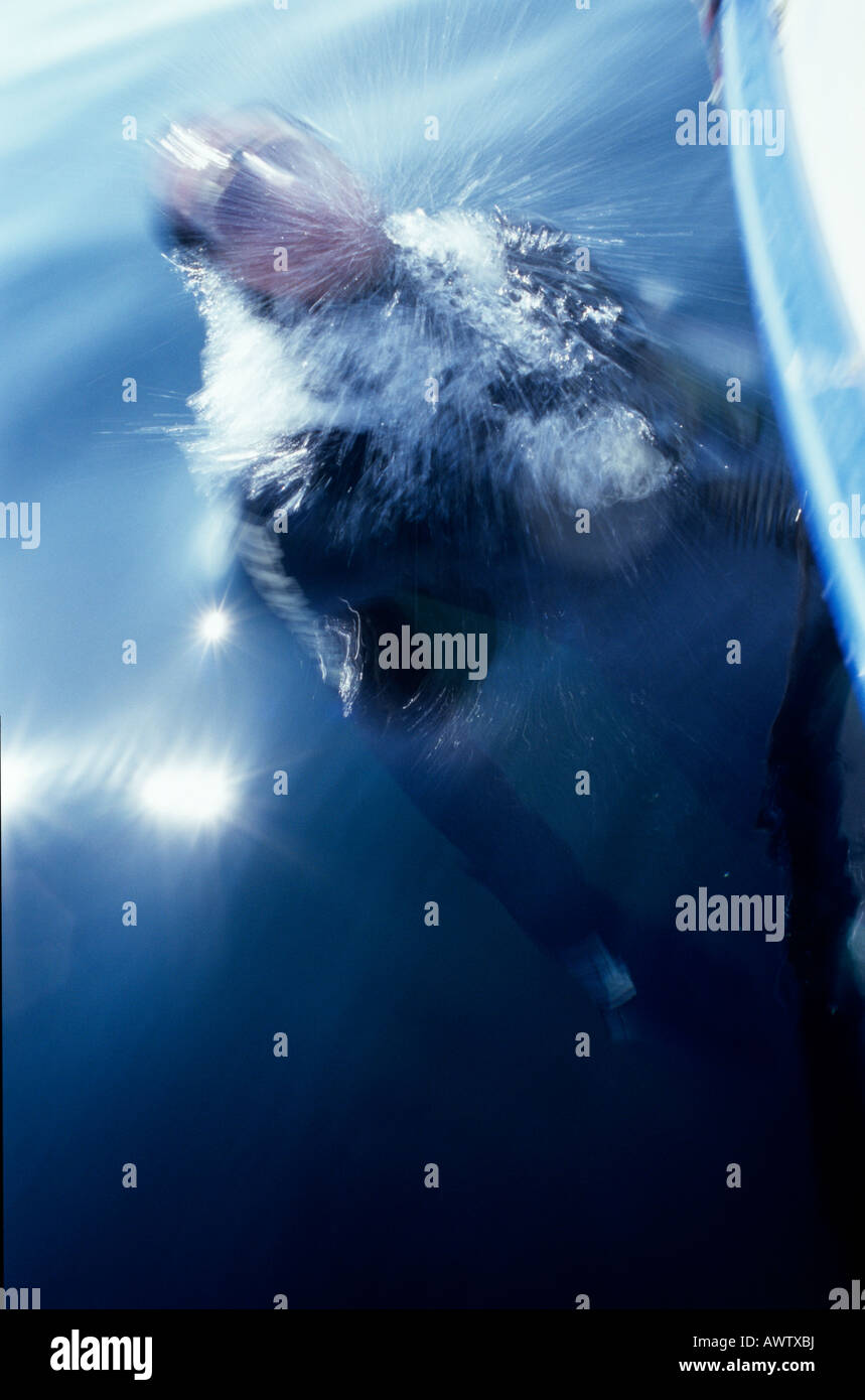 Skin dive under water hi-res stock photography and images - Alamy