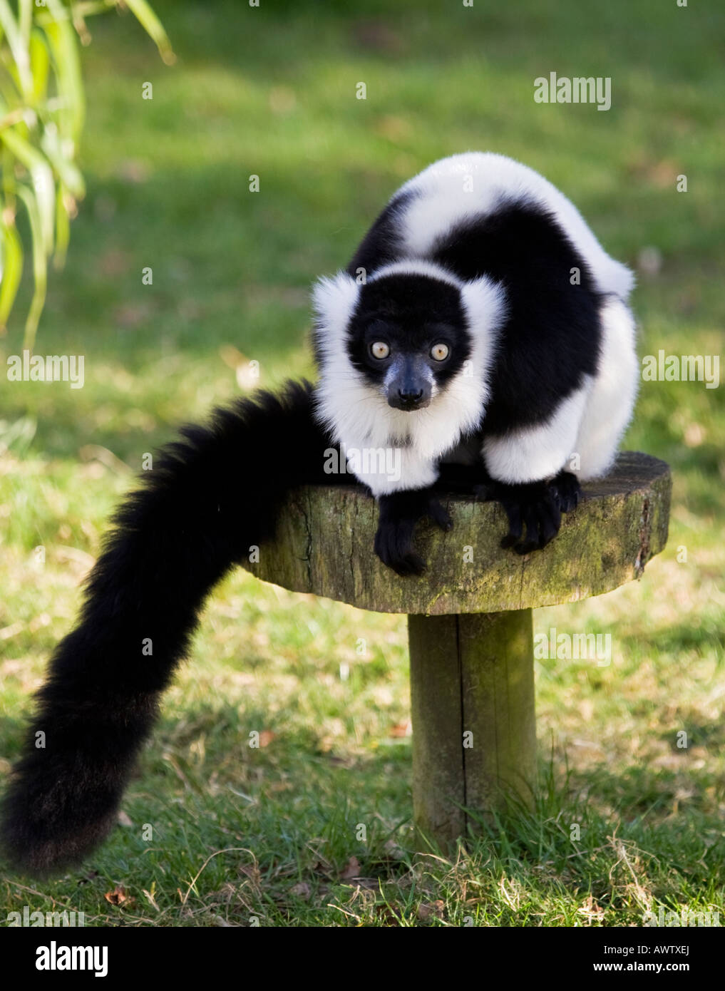 Lemur monkey sitting,Bedfordshire,England,UK Stock Photo - Alamy