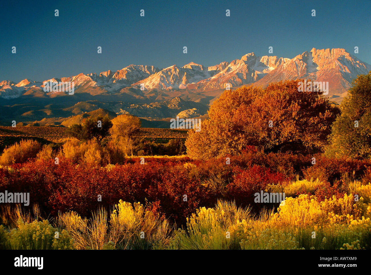 Fall colors in the Eastern Sierra near Bishop California United States ...