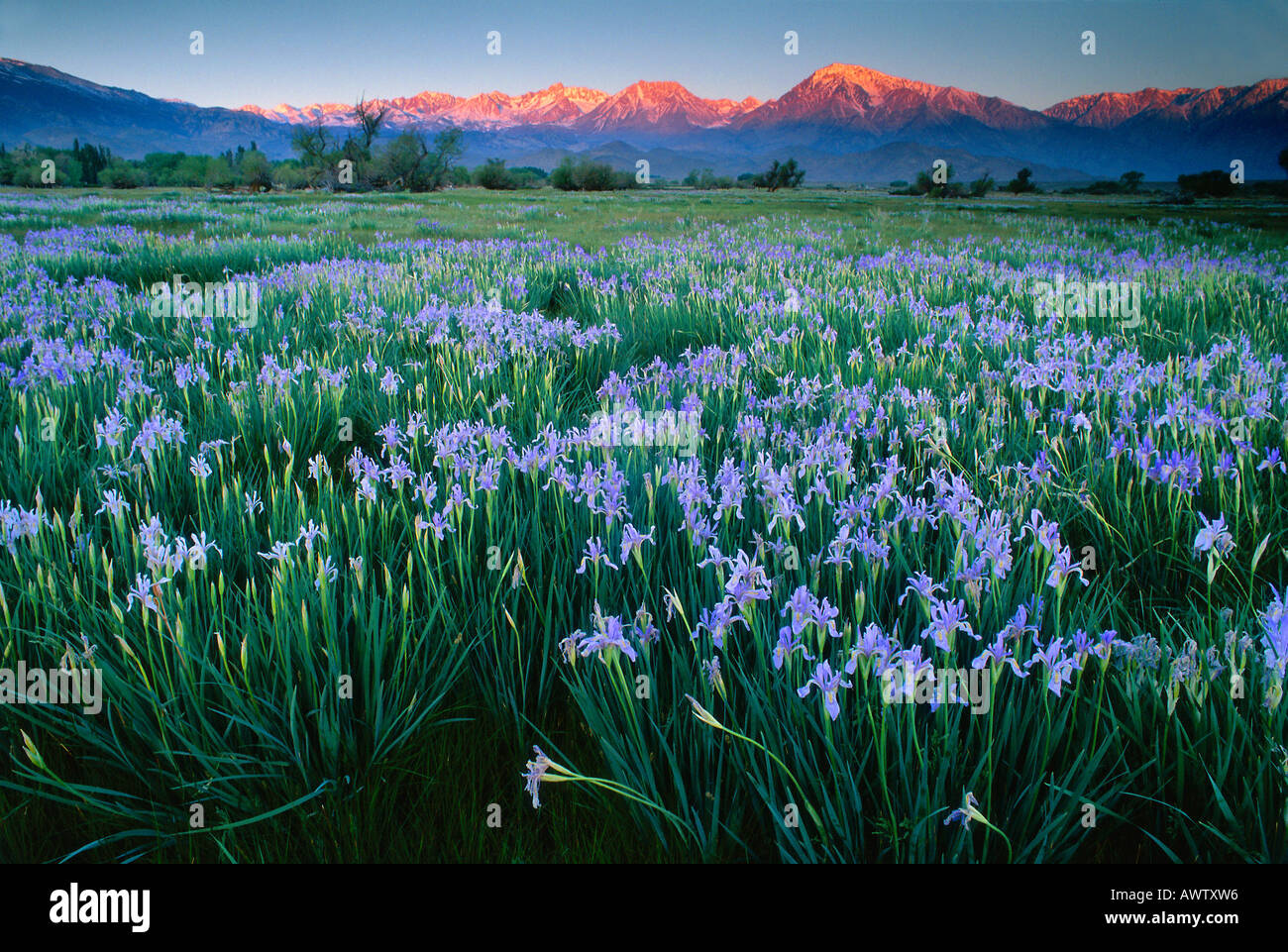 Wild iris at dawn Bishop California United States Stock Photo - Alamy