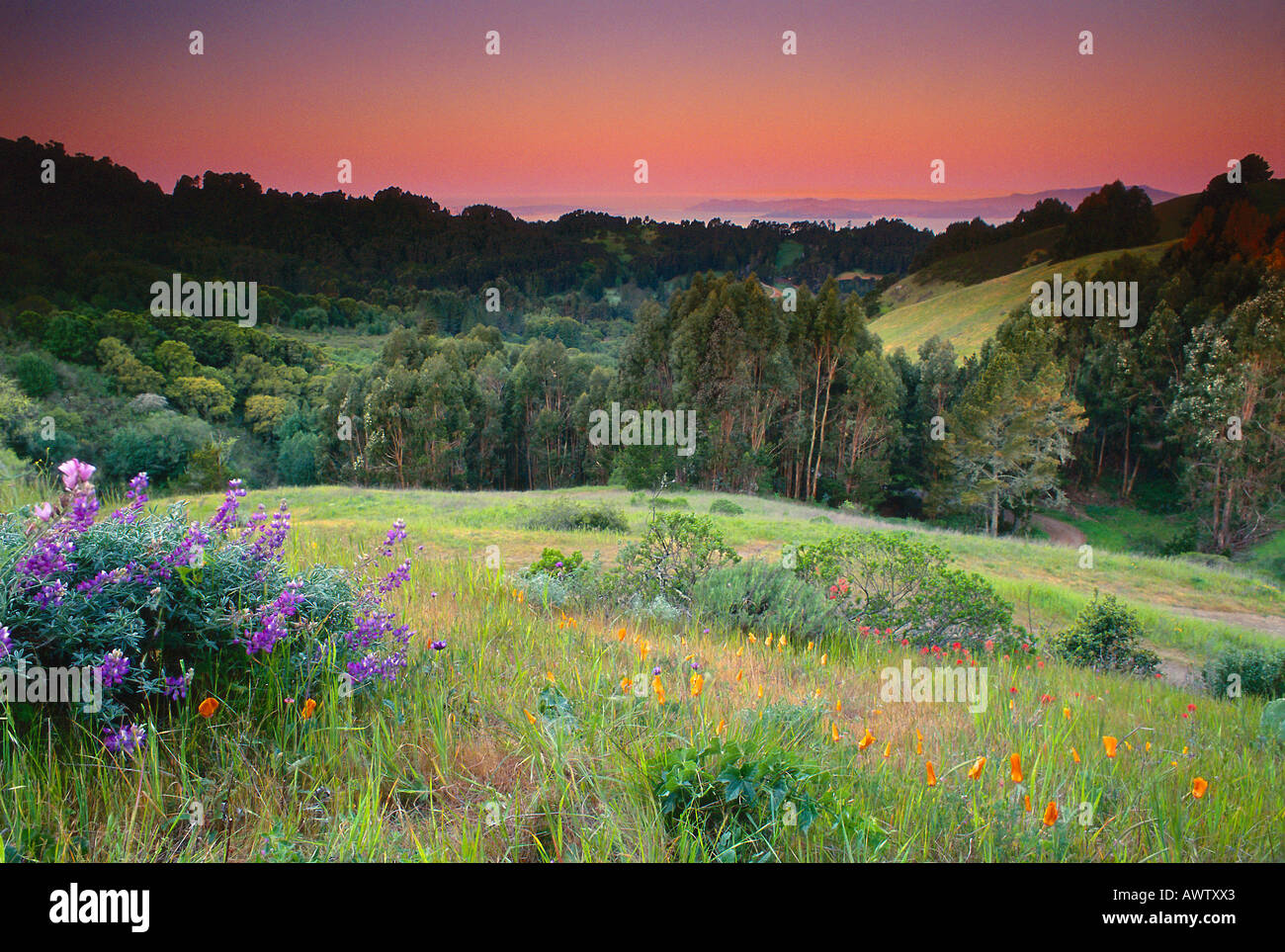 Spring Dawn in Tilden Regional Park Berkeley Hills California United ...