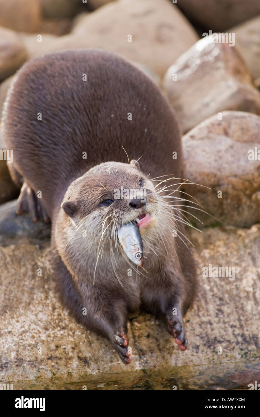 Otter Feeding Time High Resolution Stock Photography and Images - Alamy