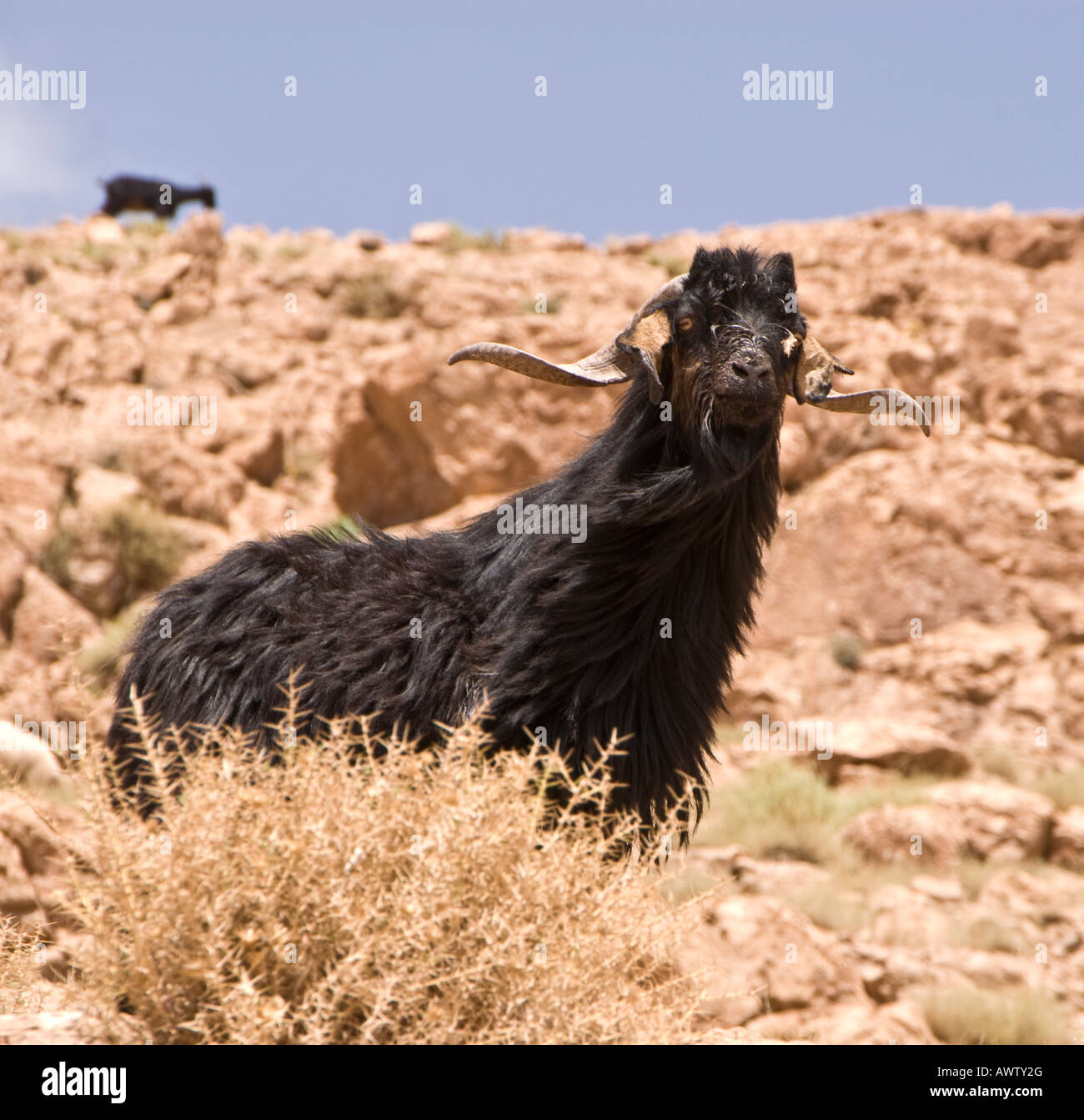 Goat in High Atlas, Morocco Stock Photo - Alamy