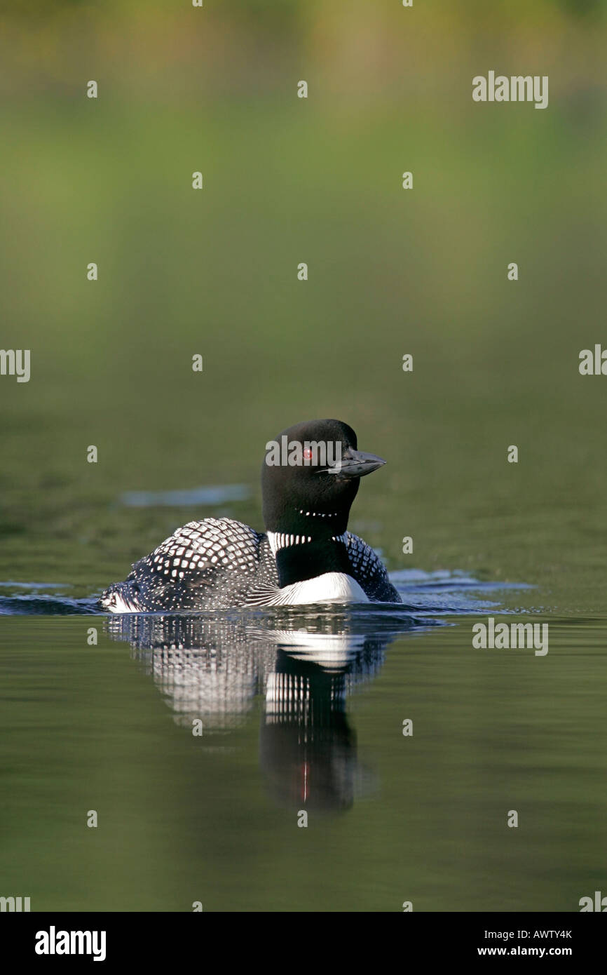 Common Loon, Northern Diver (gavia immer) Vertical from Northern ...