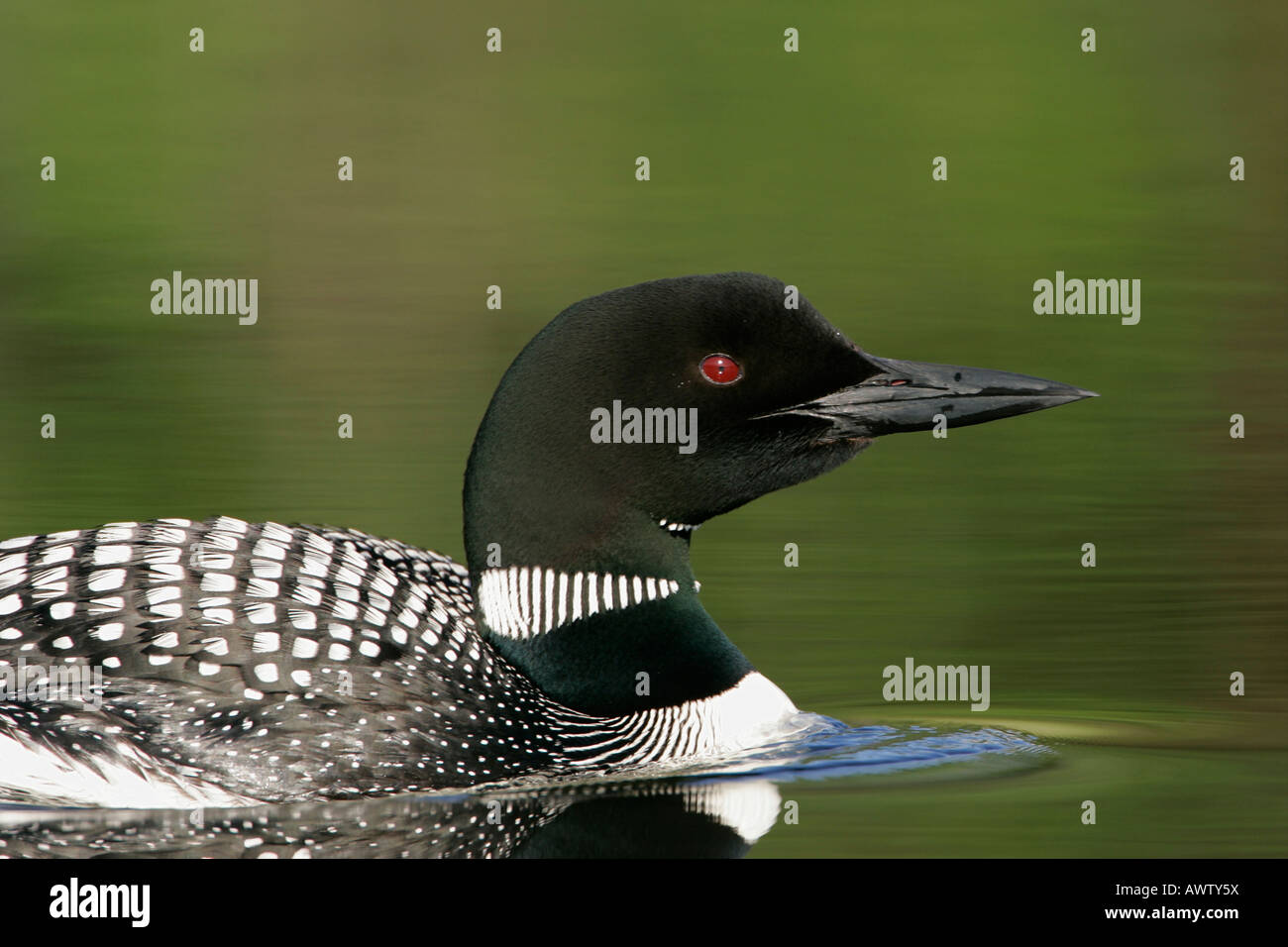 Common Loon, Northern Diver (gavia immer) Close Up from Northern ...