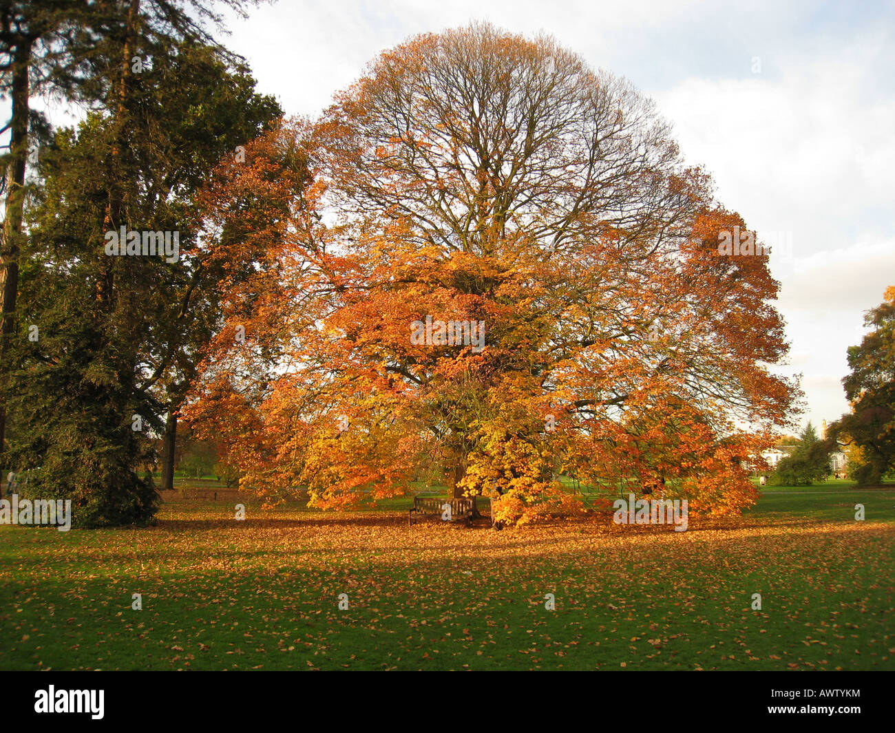 Kew Gardens, Autumn, Tree Stock Photo - Alamy