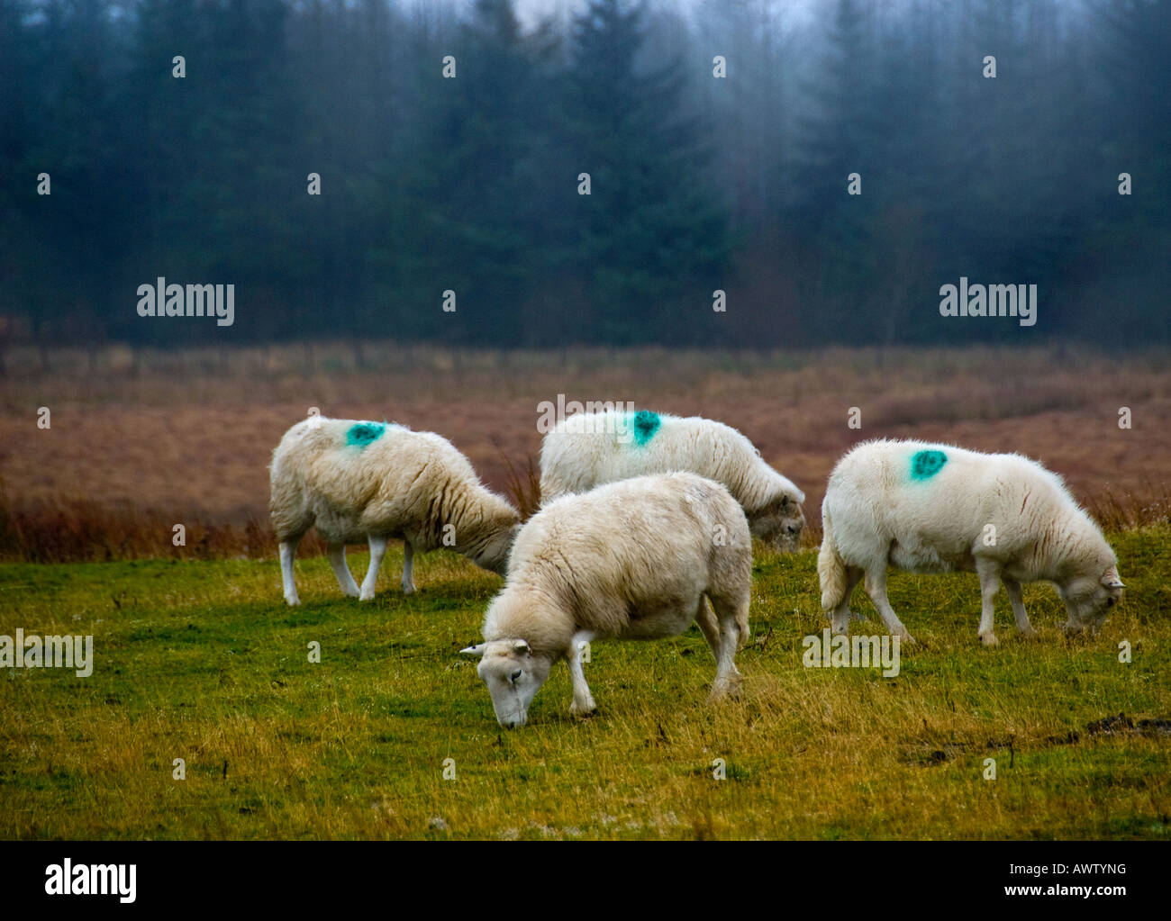 Sheep - Hardy Welsh mountain sheep grazing on a windswept Llangynidr ... Sheep - Hardy Welsh mountain sheep grazing on a windswept Llangynidr ...