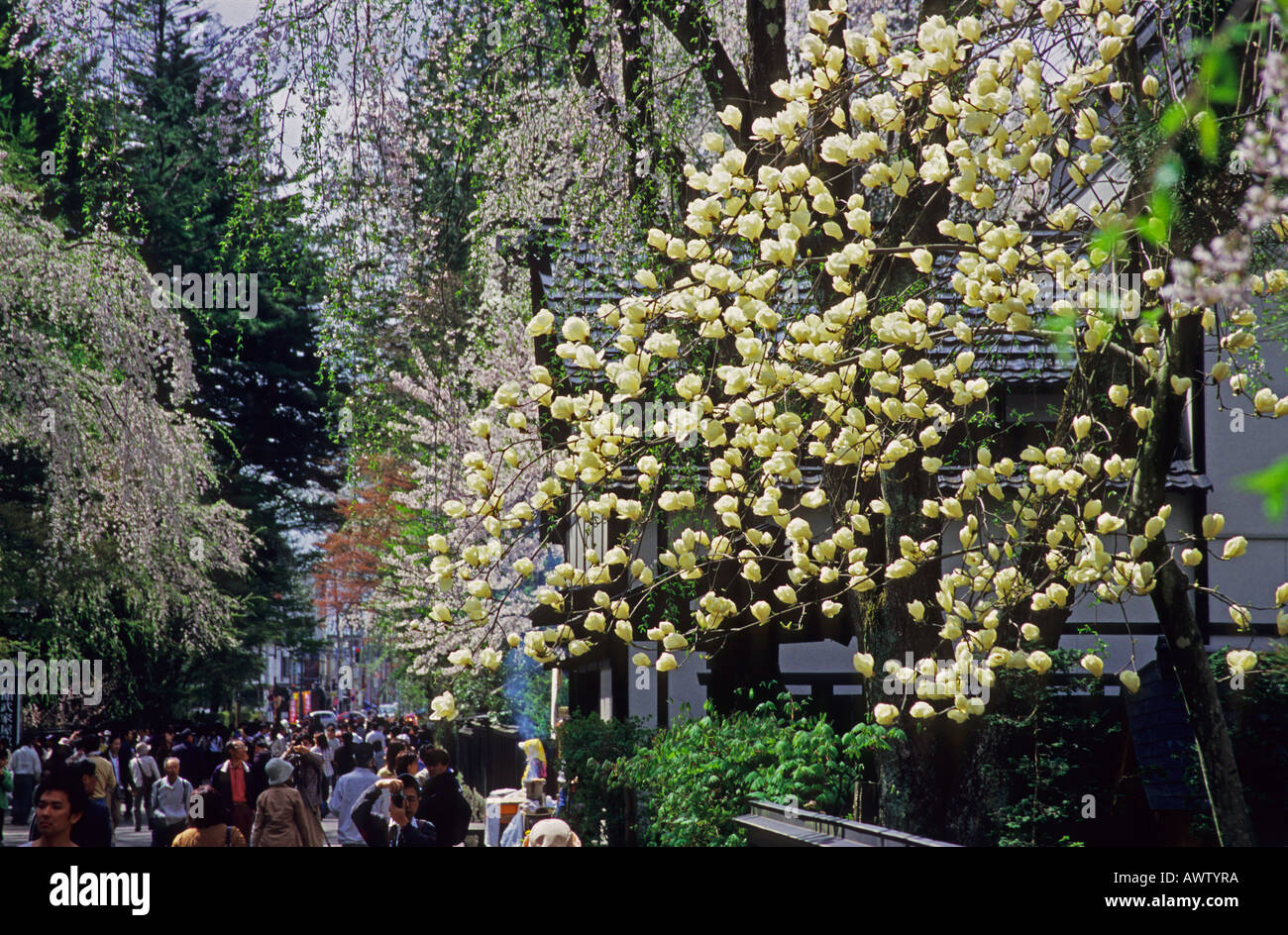 The magnolia blossoms by the Samurai Buke-yashiki residences of the Edo ...