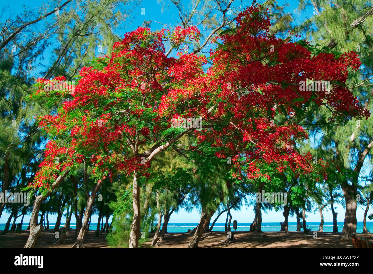 FLAMBOYANT TREE - HERMITAGE BEACH - REUNION ISLAND Stock Photo - Alamy