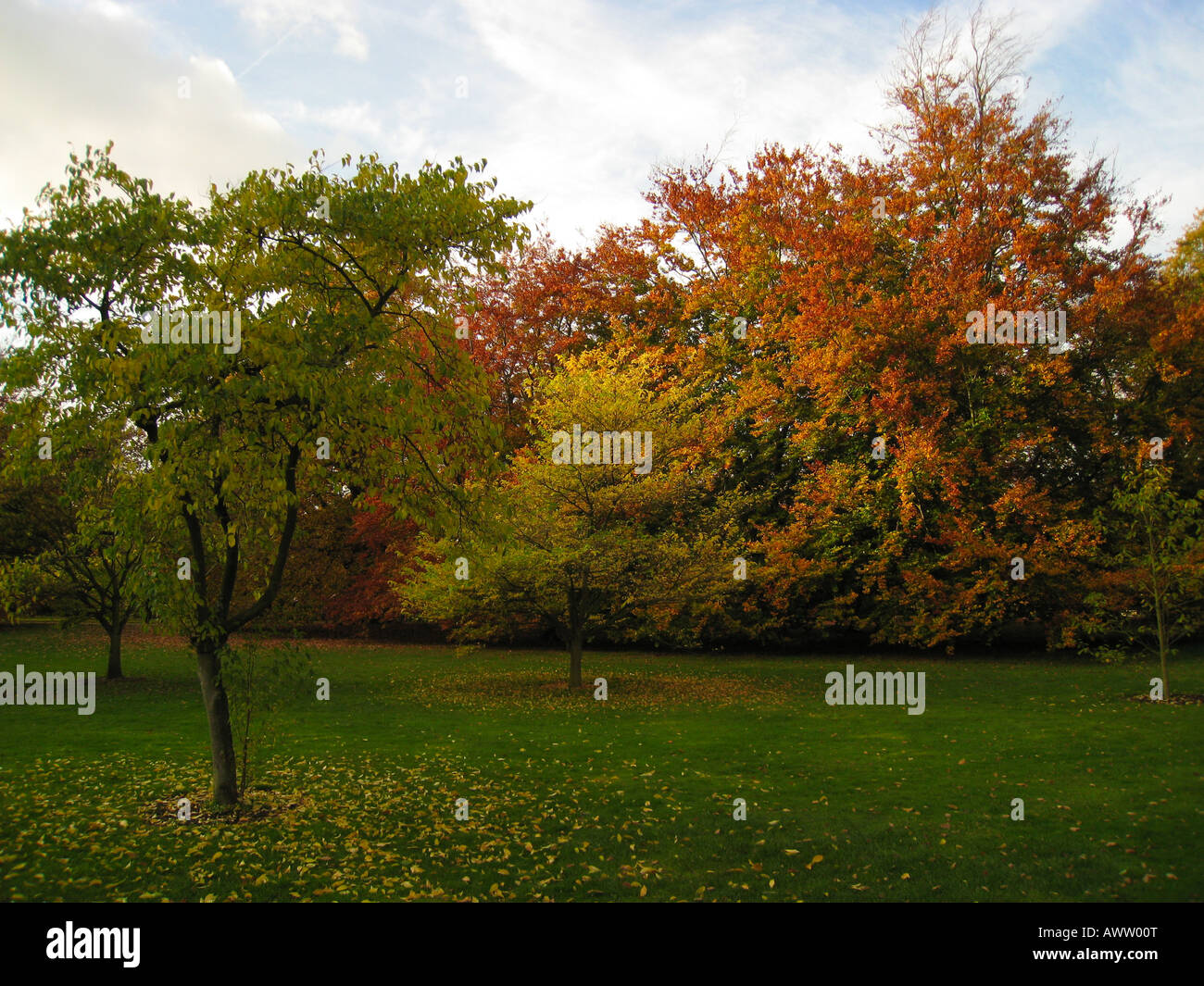 Kew Gardens, Autumn, Tree Stock Photo - Alamy