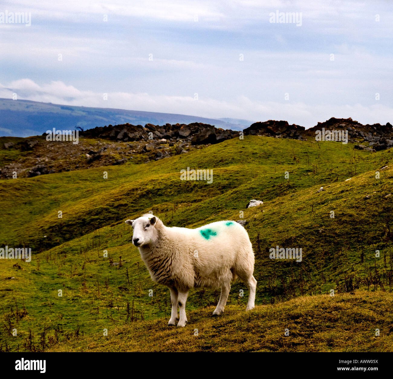 Welsh sheep hi-res stock photography and images - Alamy