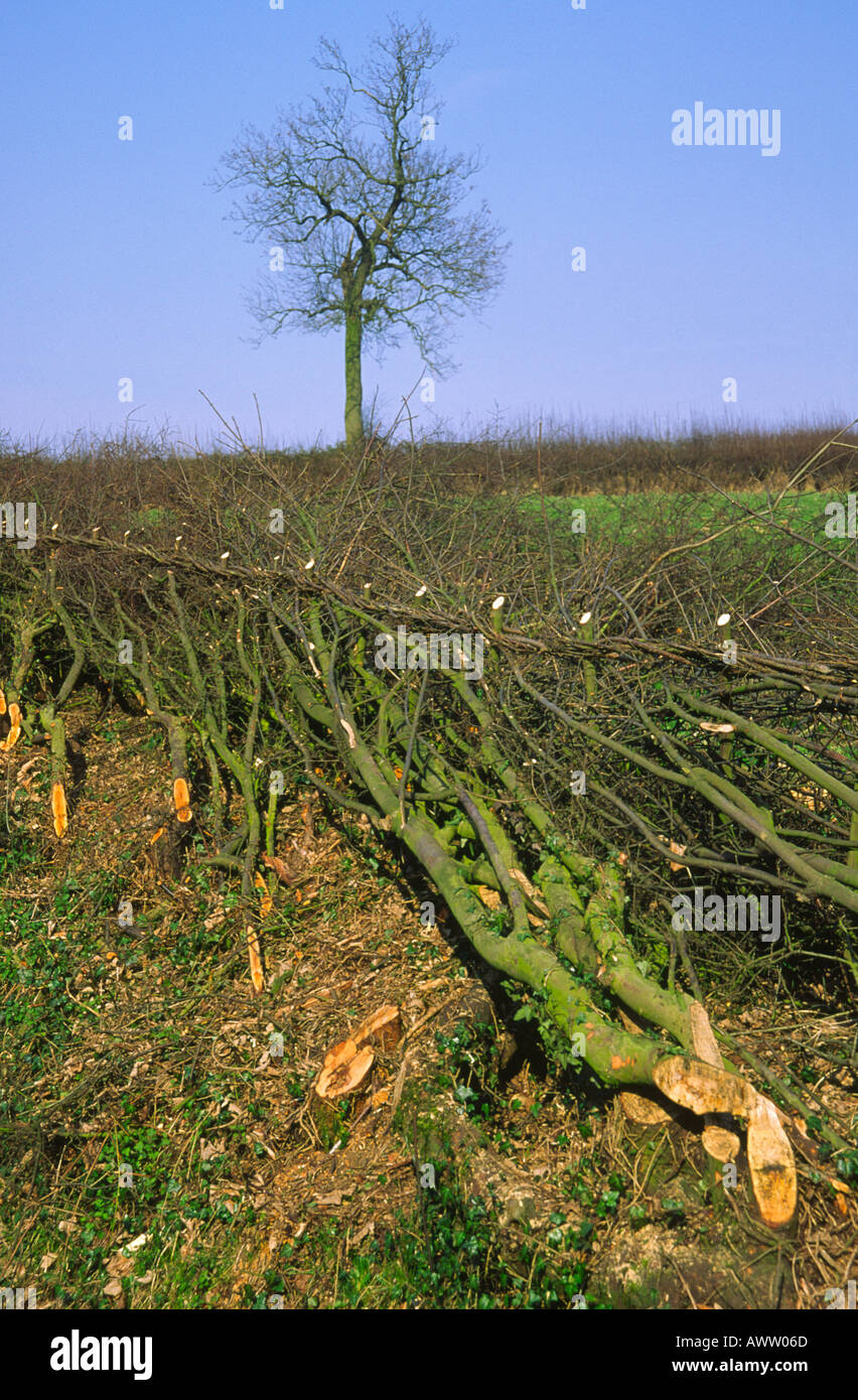 Cut and laid hedge hi-res stock photography and images - Alamy