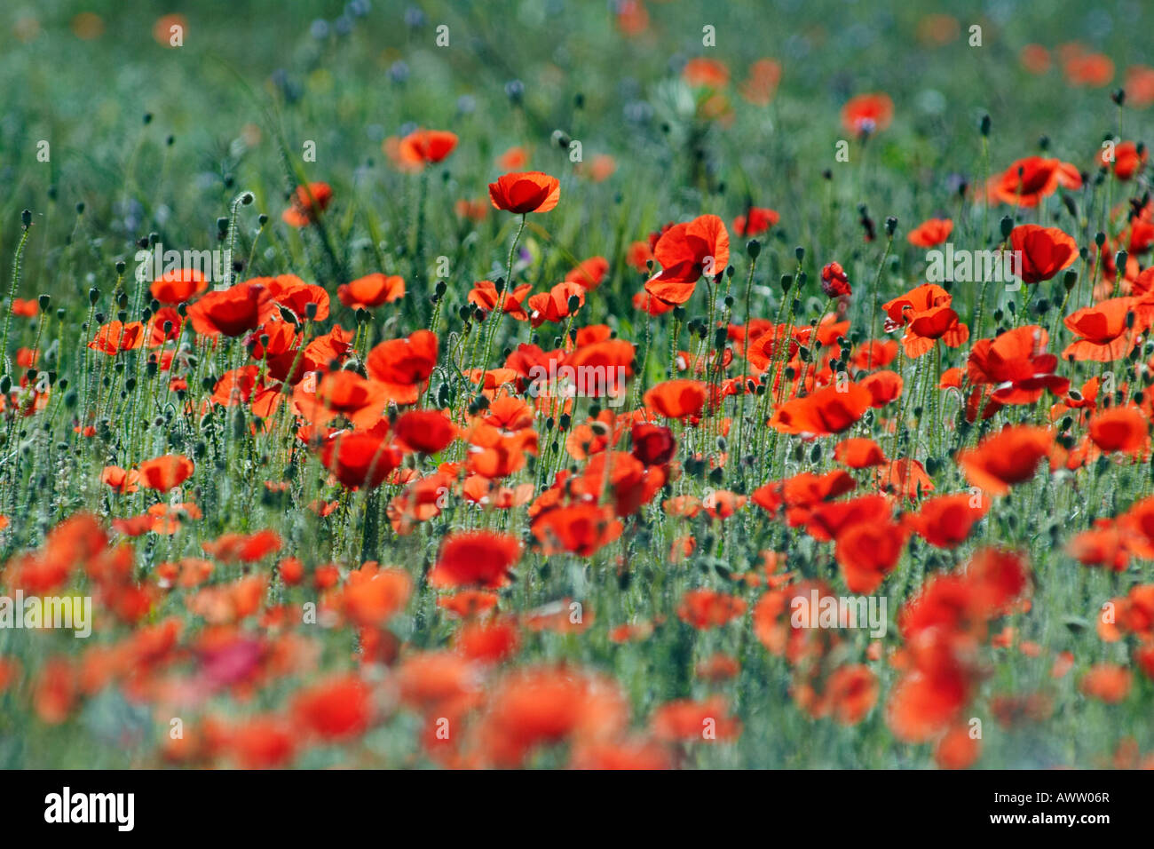 Corn Poppies Papaver rhoeas Cabo de Gata Andalucia Spain Stock Photo ...