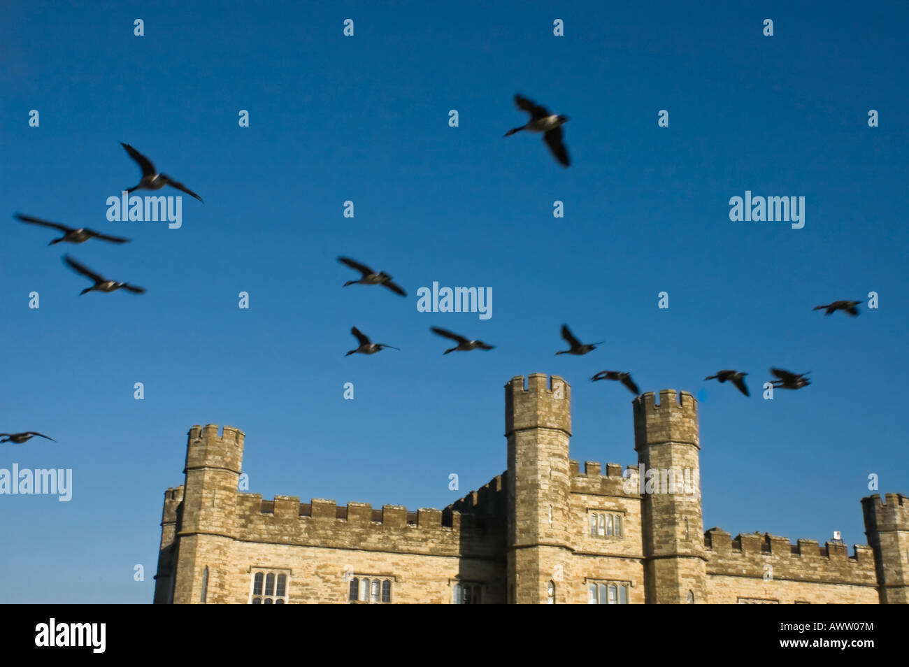 Birds flock above Leeds Castle Kent England UK Stock Photo - Alamy