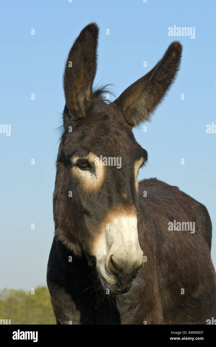 Donkey head portrait hi-res stock photography and images - Alamy
