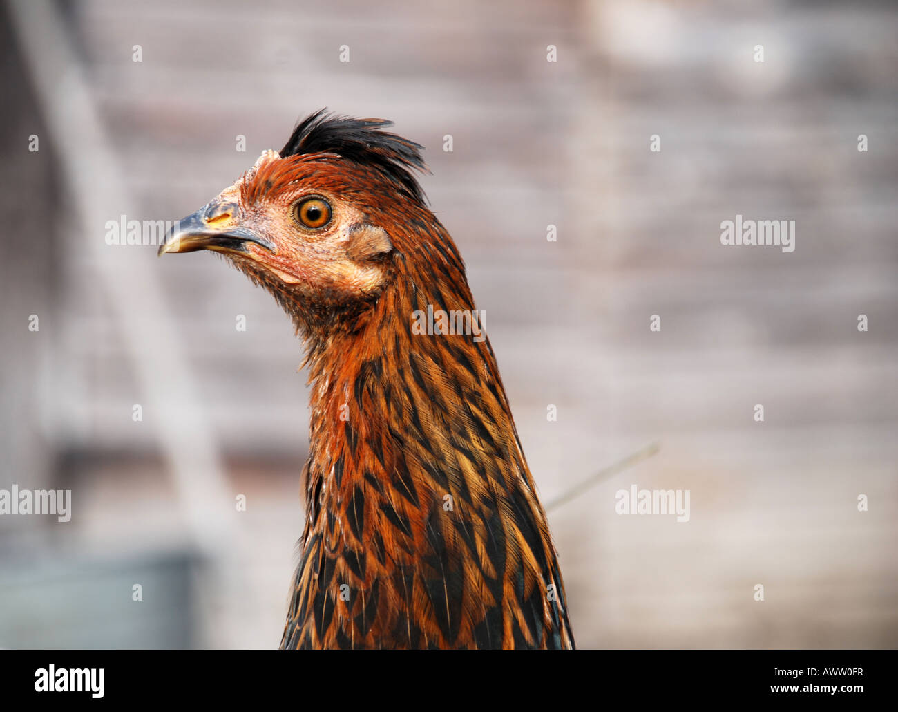 Punk bird hi-res stock photography and images - Alamy