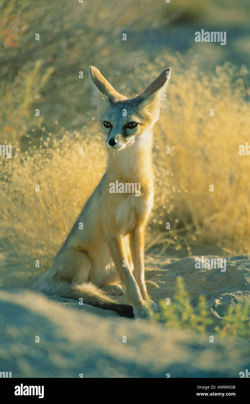 Fox indian hi-res stock photography and images - Alamy