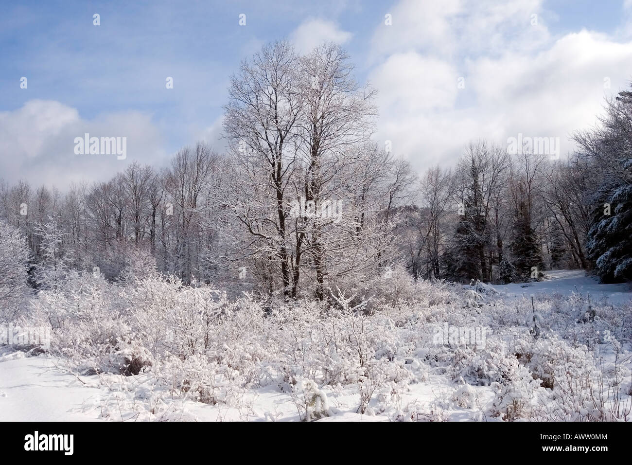 Snow covered trees, Adirondack Mountains, New York, United States Stock ...