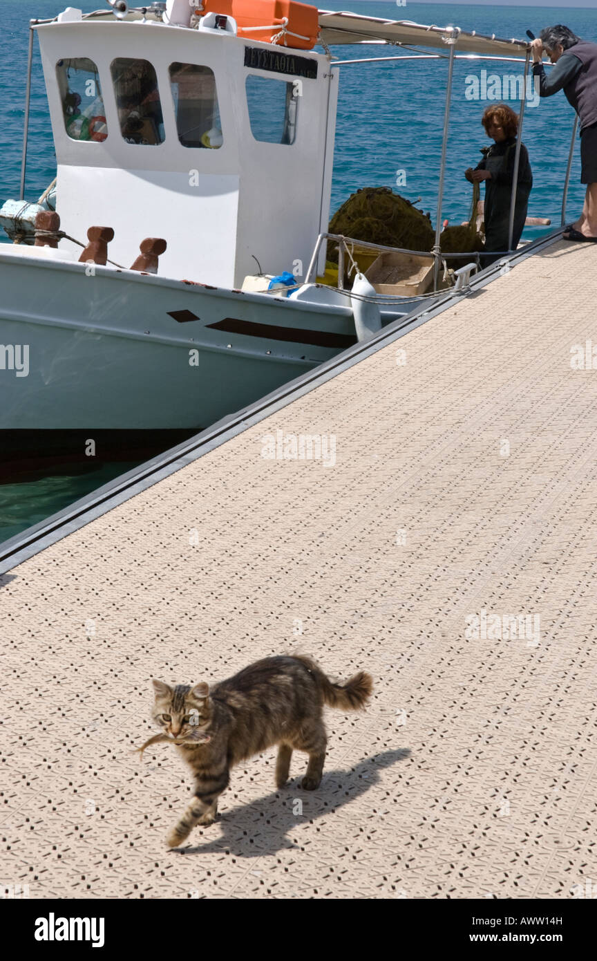 A cat gets the first of the catch from a fishing boat in the little ...