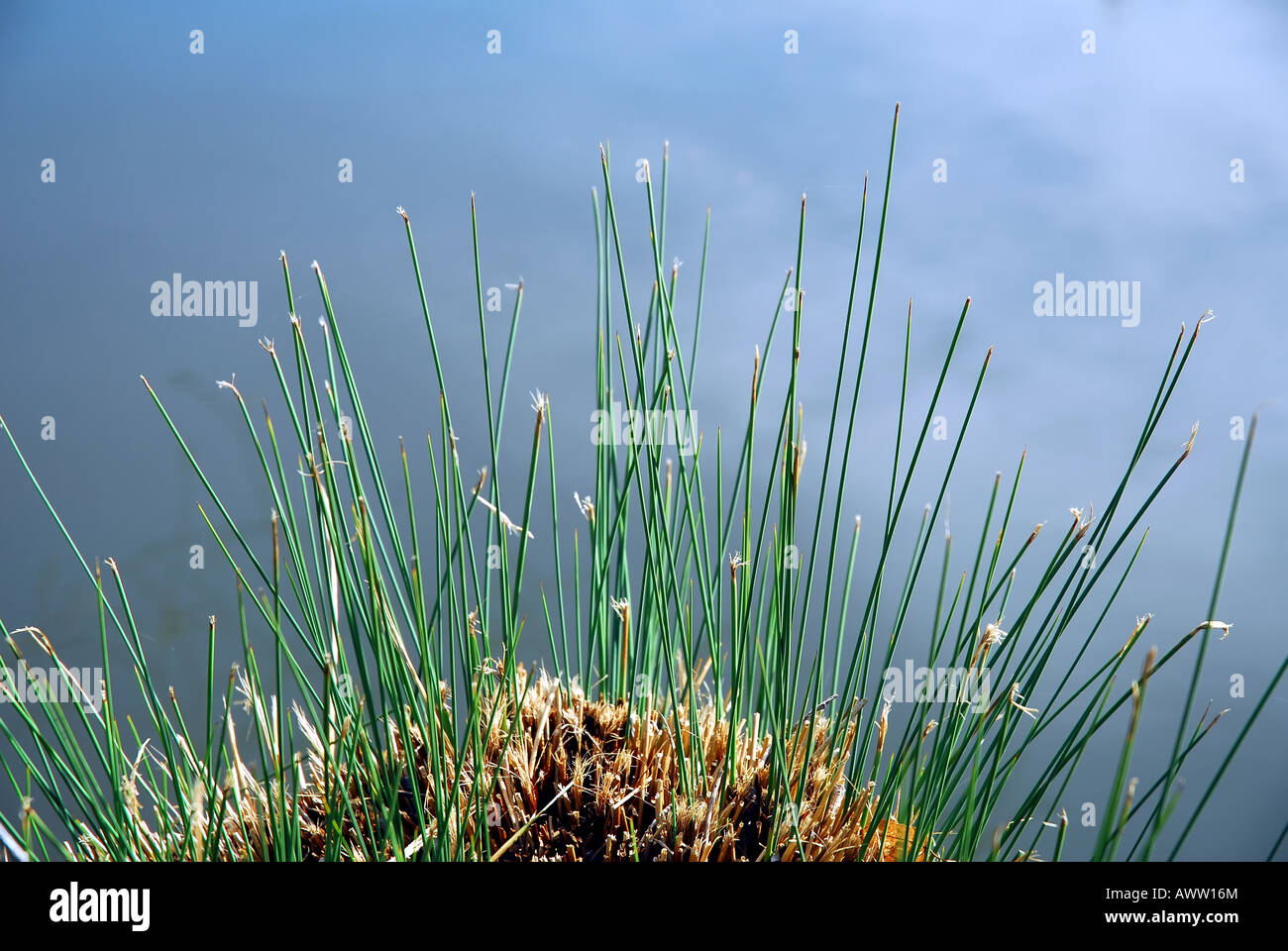 Fresh water reeds hi-res stock photography and images - Alamy