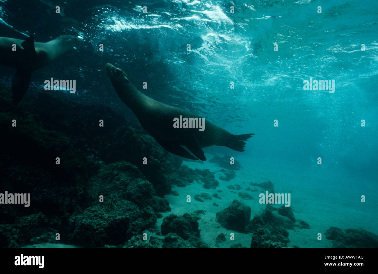 Galapagos sea lions, Galapagos Stock Photo - Alamy