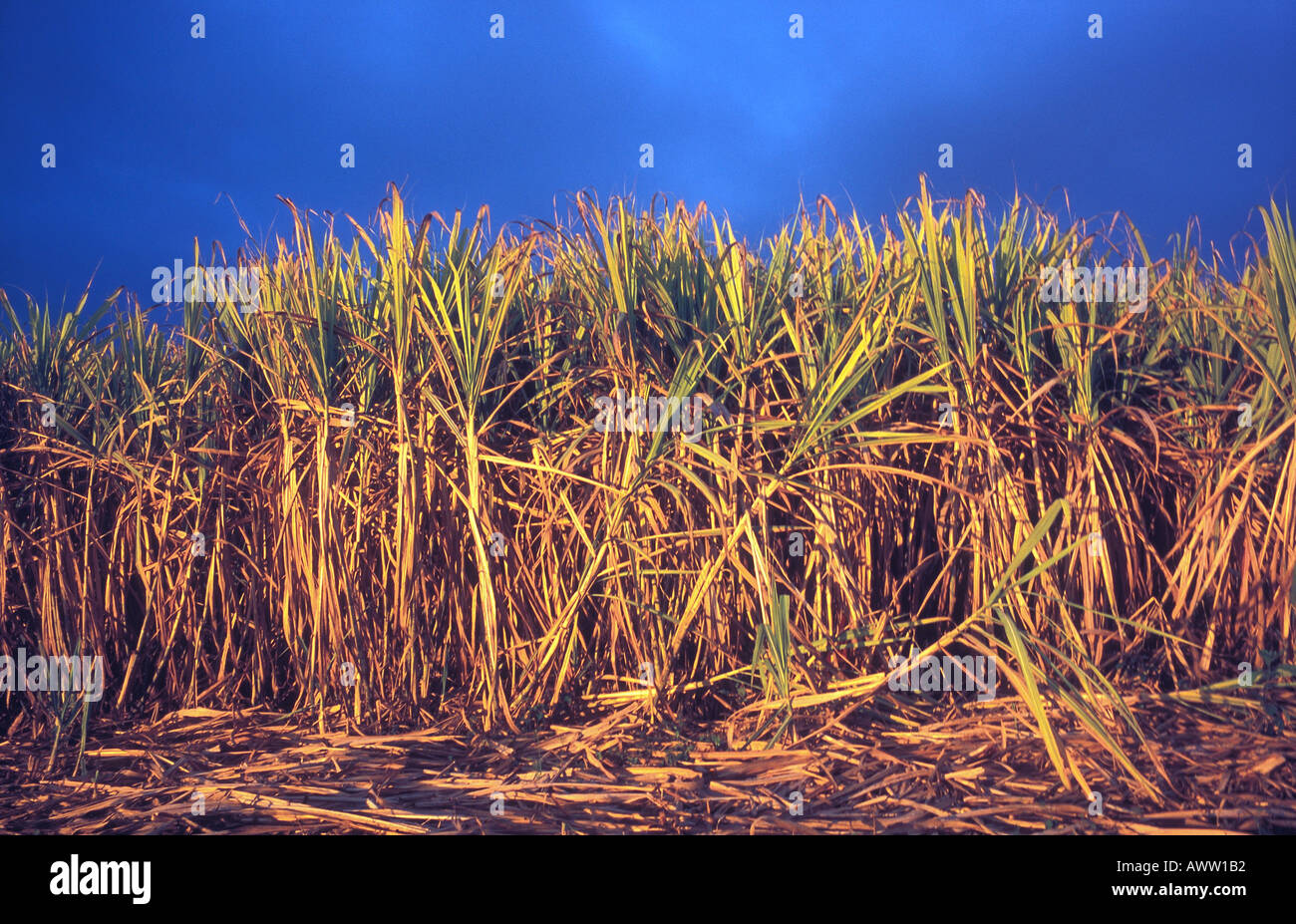 Sugar Cane Field Stock Photo - Alamy