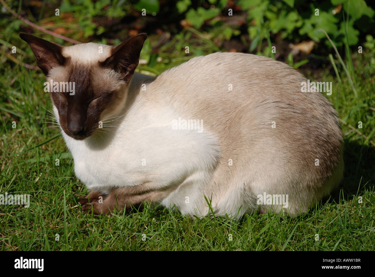 Chocolate point siamese cat hi-res stock photography and images - Alamy