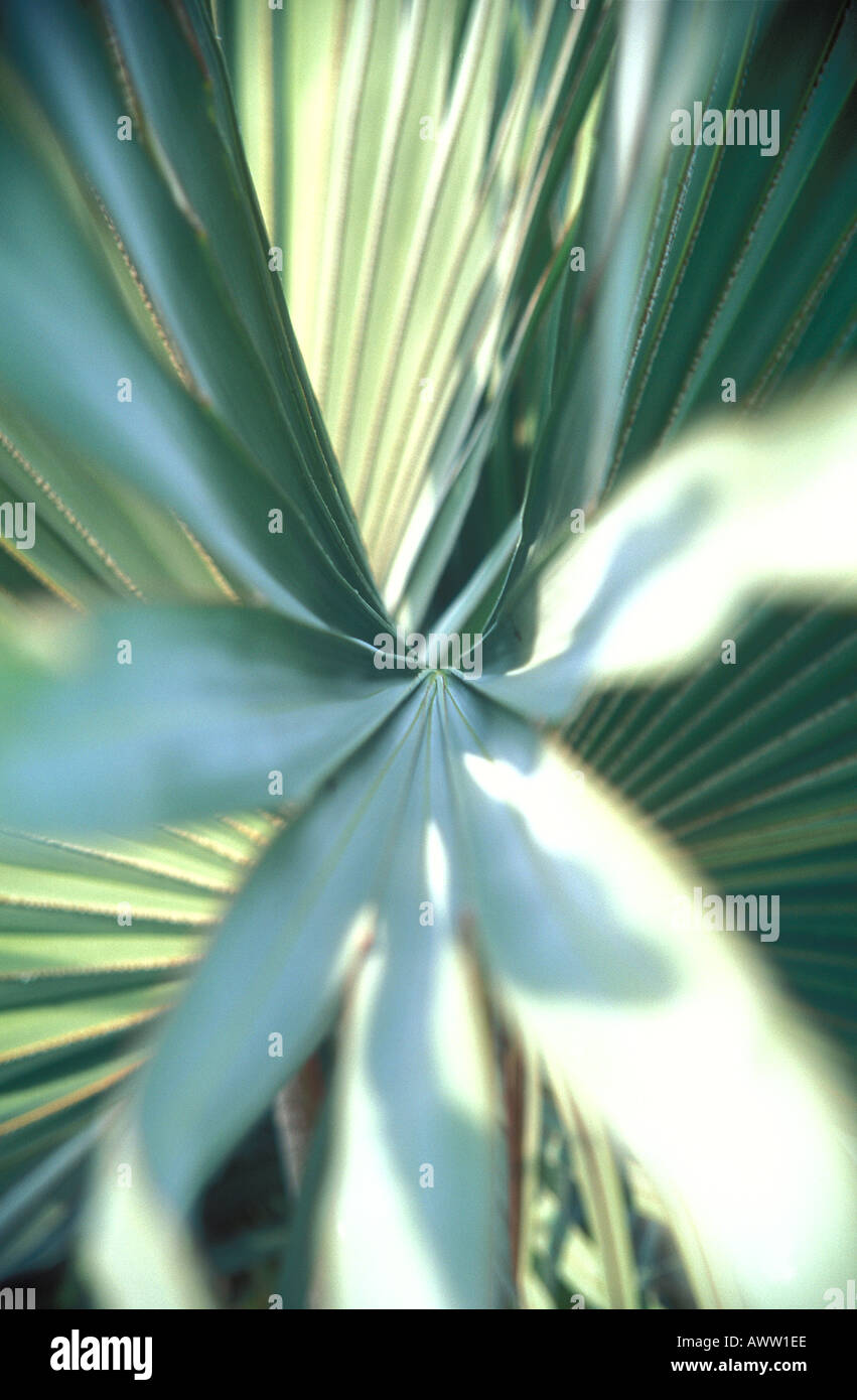 Abstract view of Talipot Tree Stock Photo - Alamy