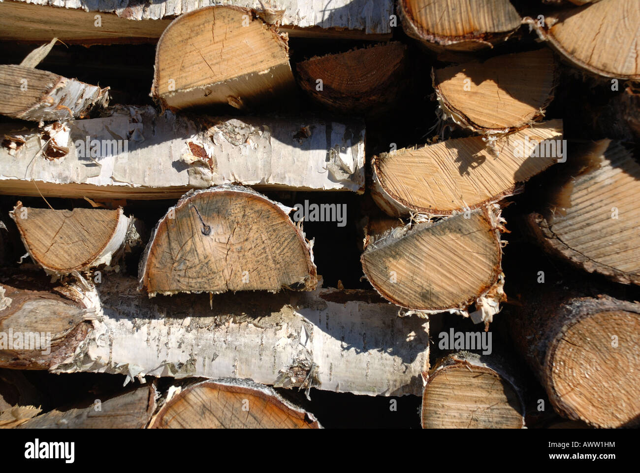 Burnt birch tree hi-res stock photography and images - Alamy