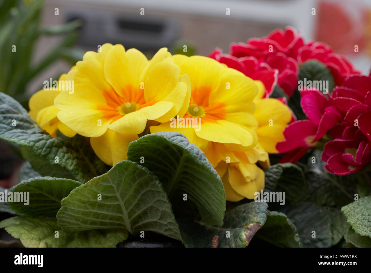 Fairy Tale Flowers High Resolution Stock Photography and Images - Alamy